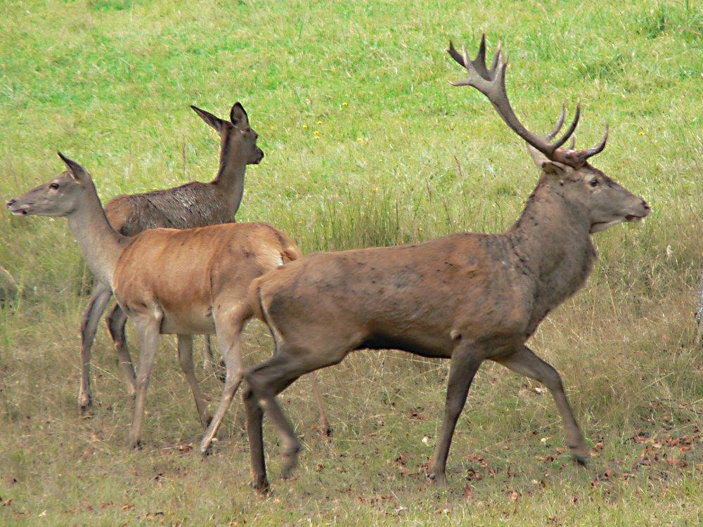 Nest beste hjortetelling på 19 år - Hareid kommune